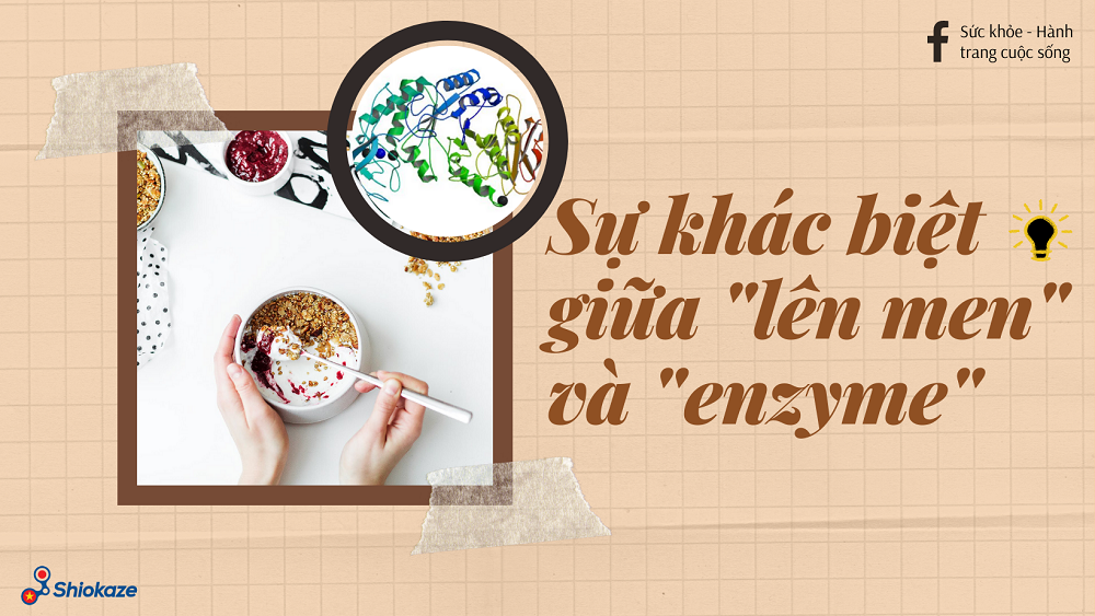 Sự khác biệt giữa "lên men" và "enzyme" - Shiokaze